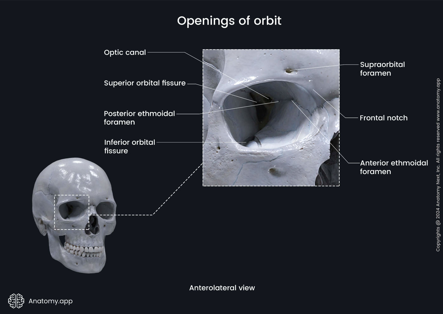 Orbit | Anatomy.app