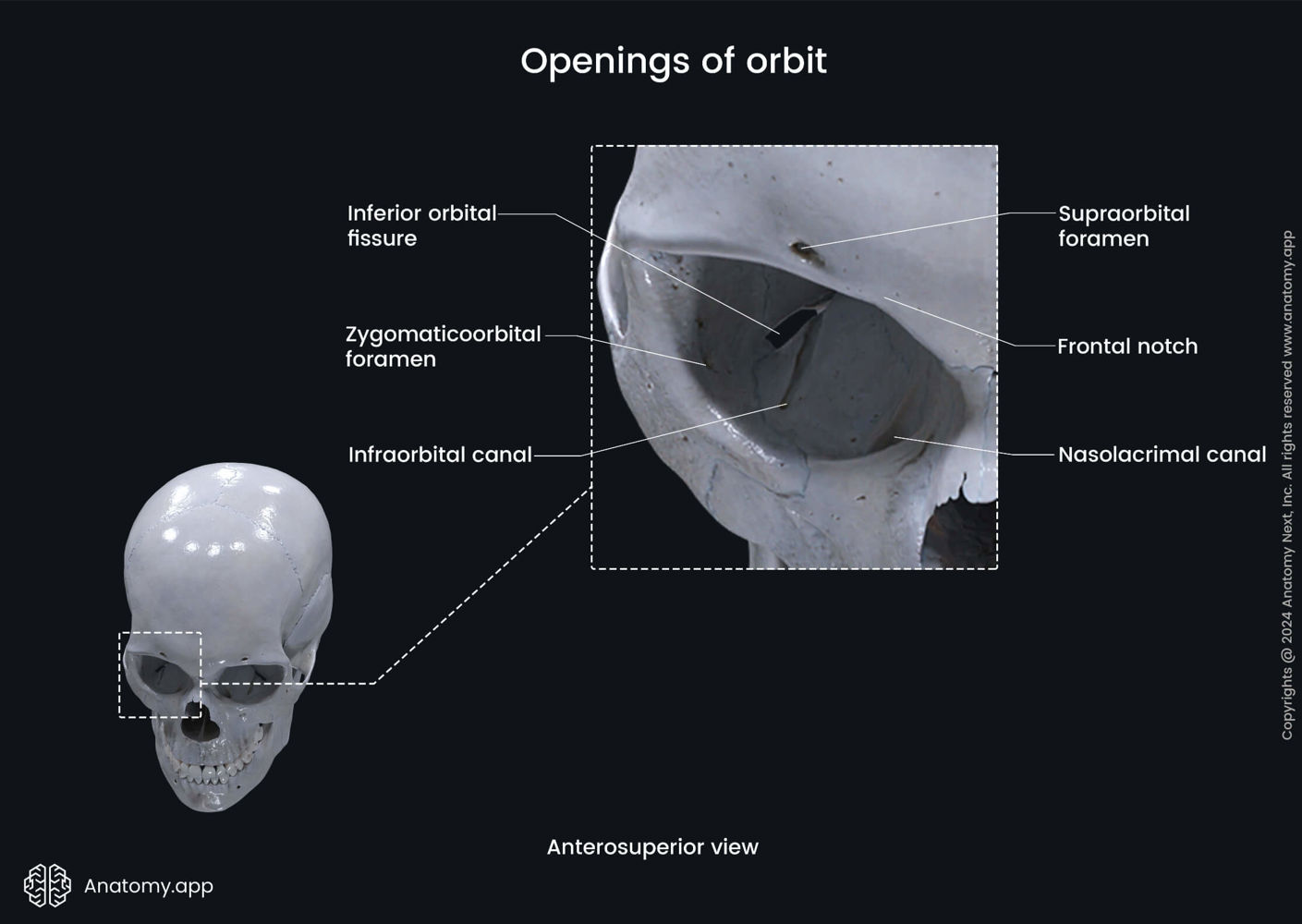 Orbit | Anatomy.app