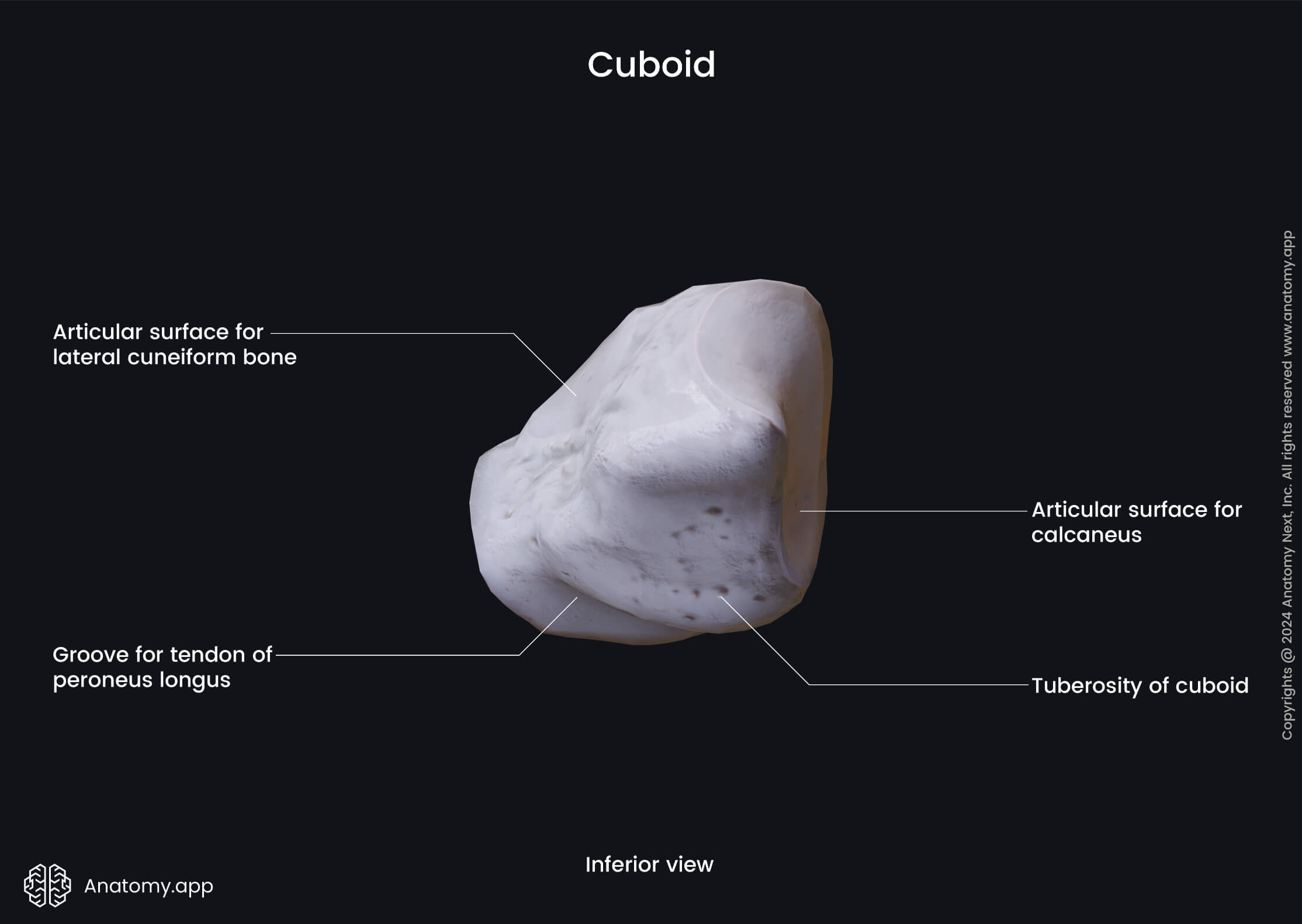 Cuboid bone | Encyclopedia | Anatomy.app | Learn anatomy | 3D models ...