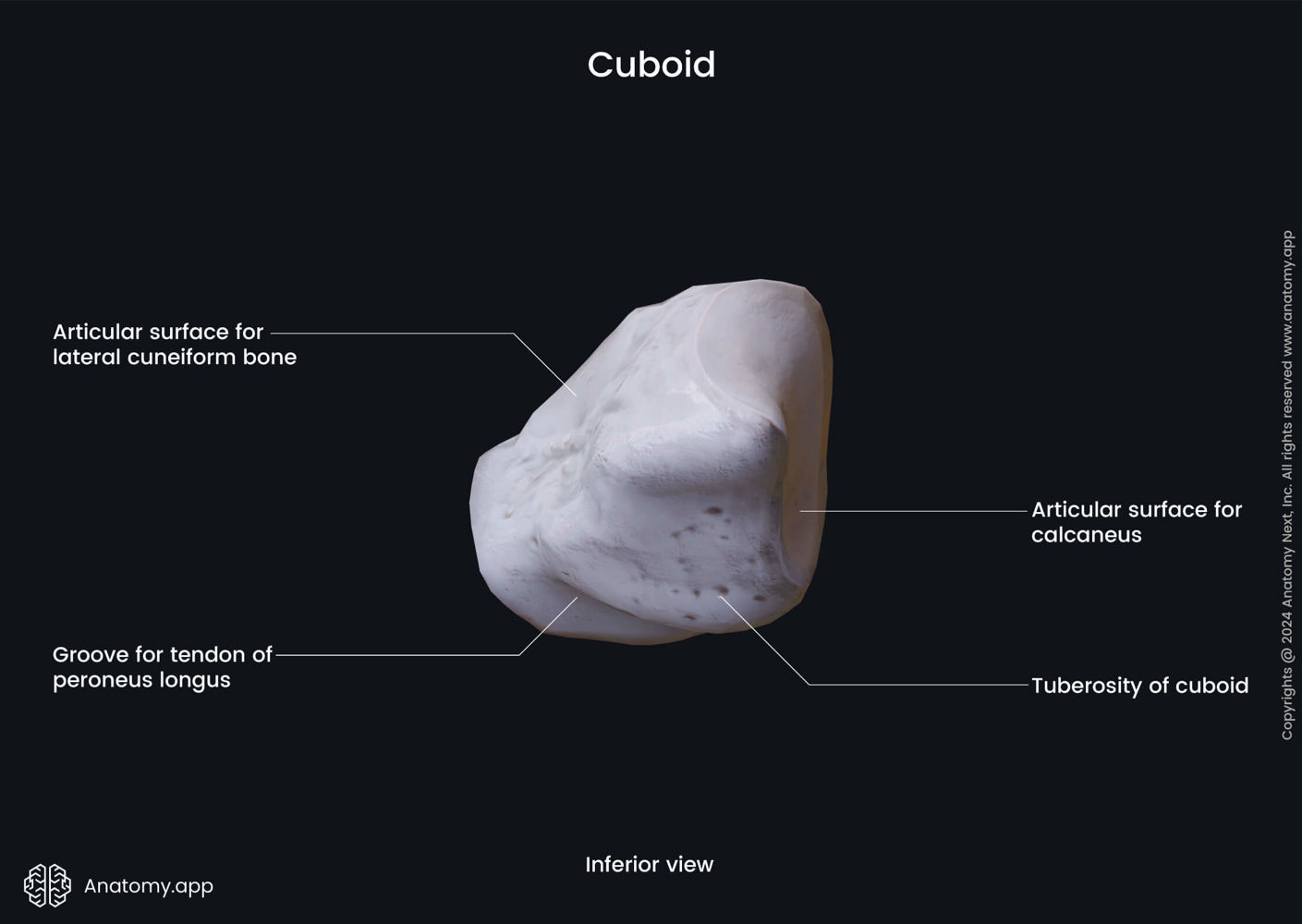 Cuboid bone | Anatomy.app