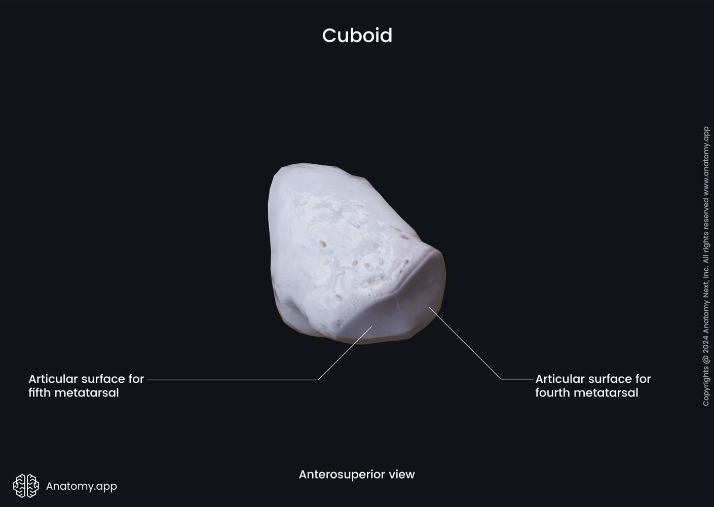 Cuboid bone | Anatomy.app