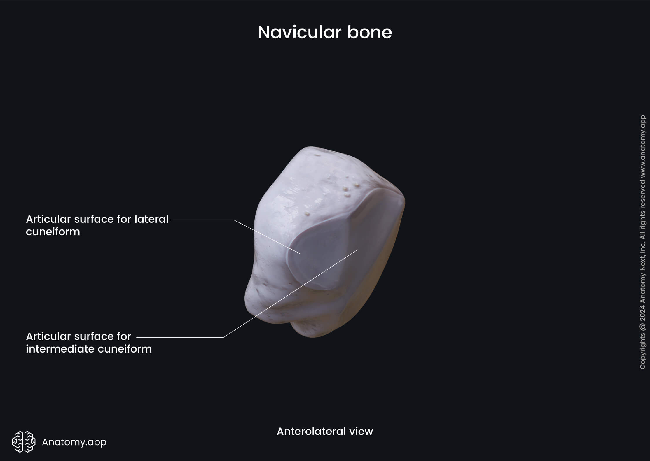 Navicular bone | Encyclopedia | Anatomy.app | Learn anatomy | 3D models ...