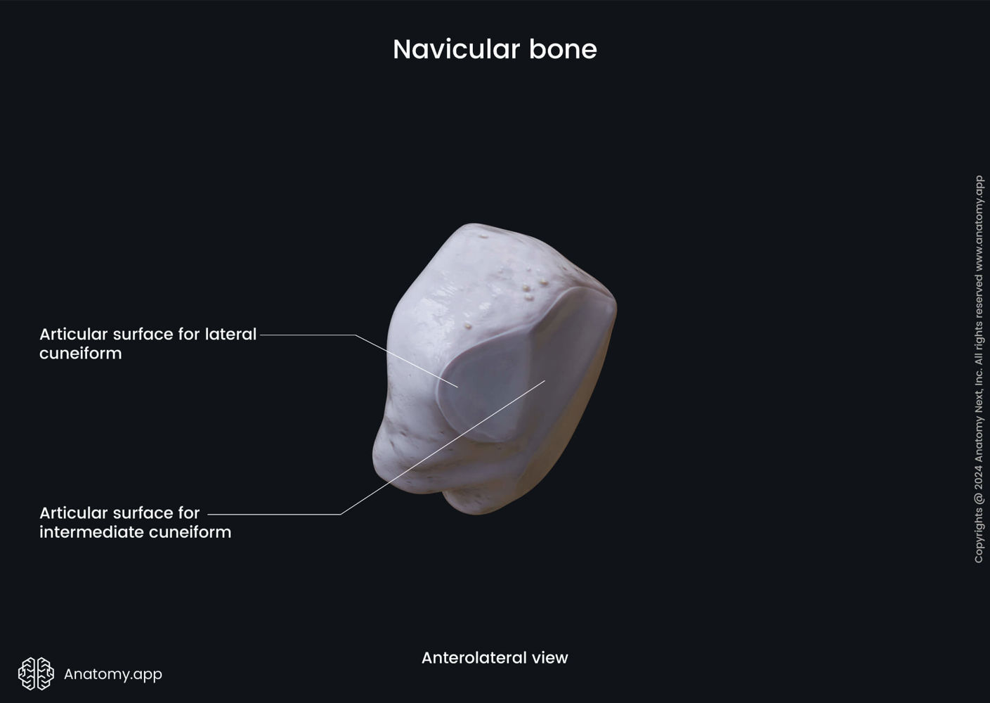 Navicular bone | Anatomy.app
