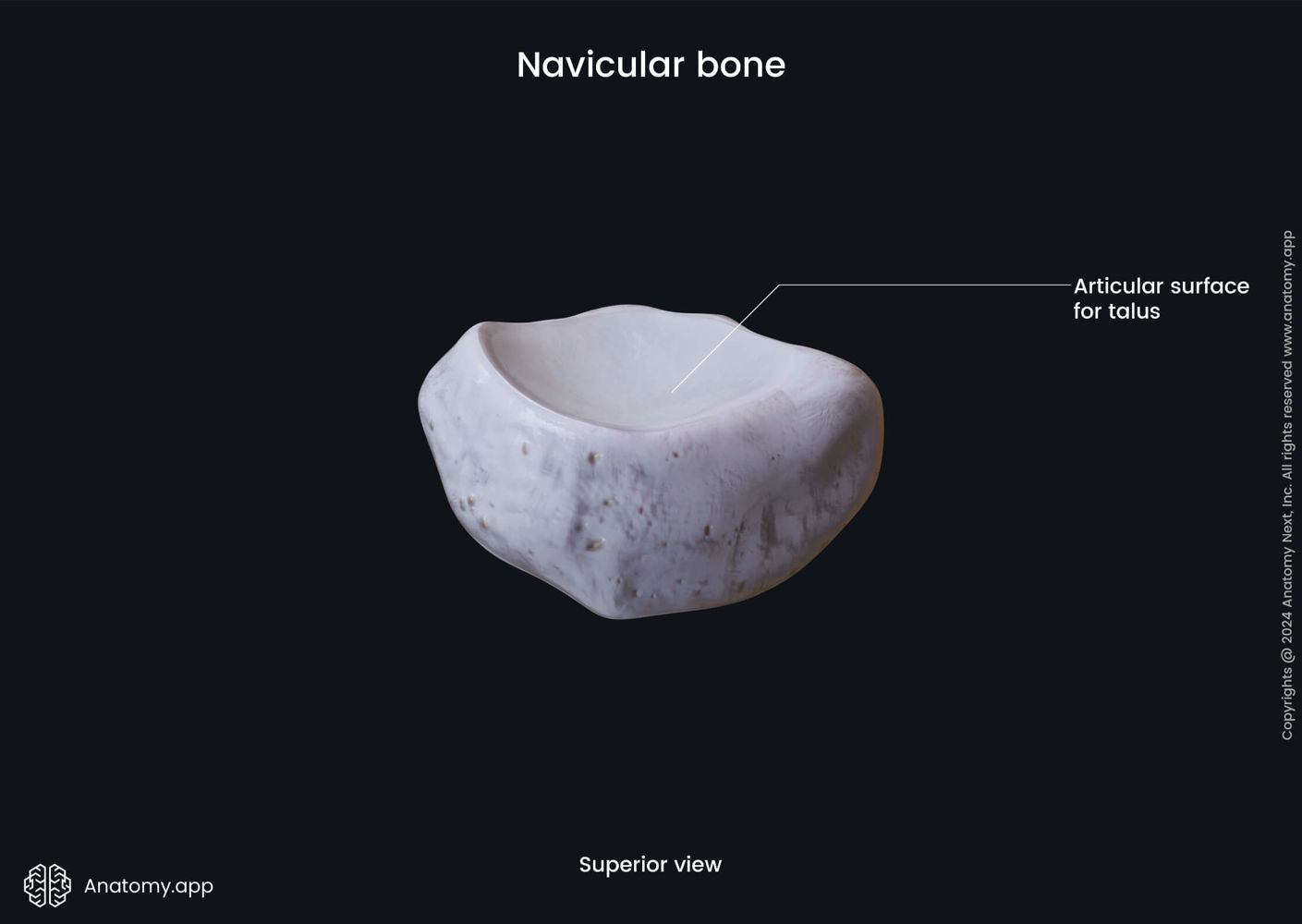 Navicular bone | Anatomy.app