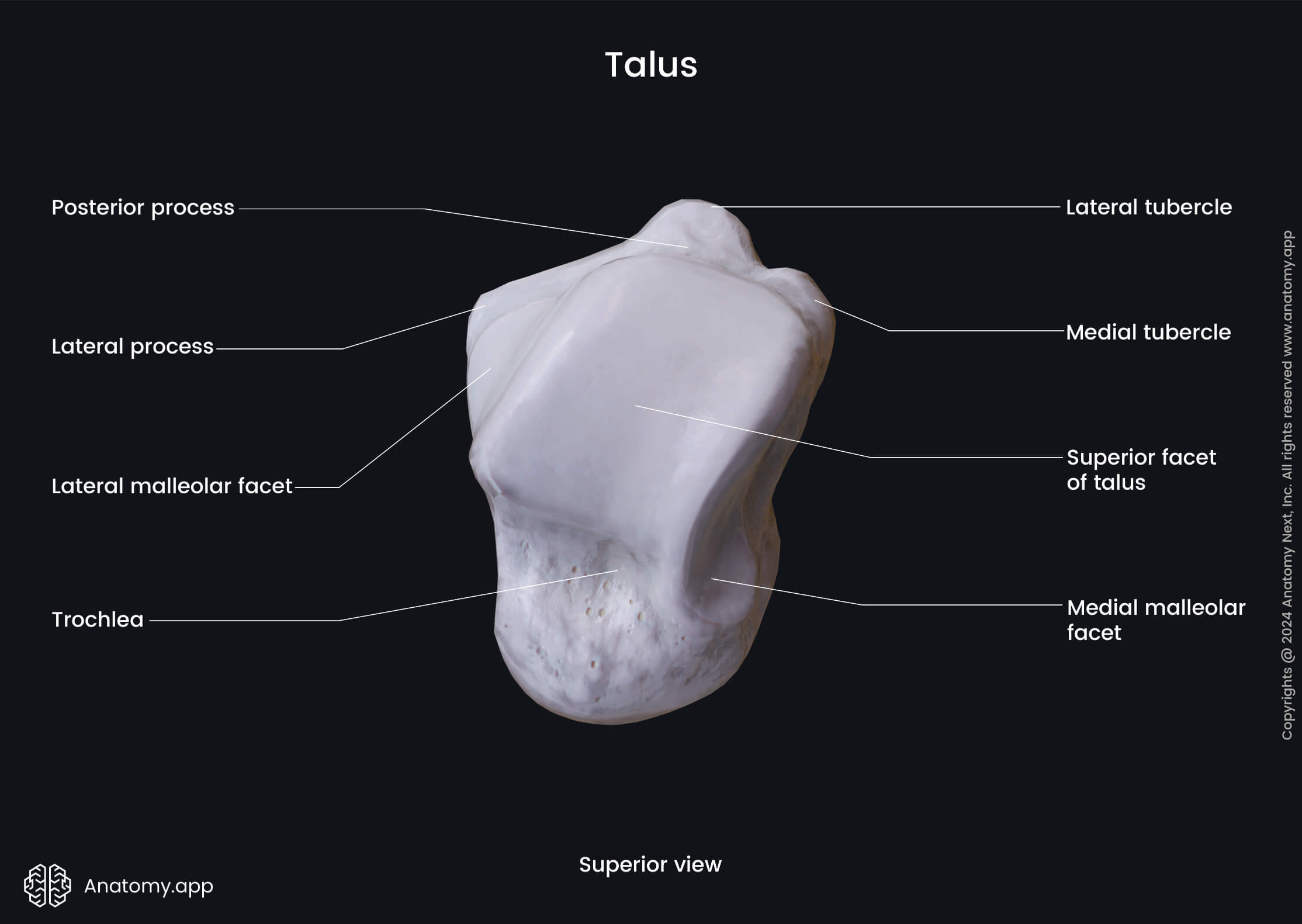 Talus | Encyclopedia | Anatomy.app | Learn anatomy | 3D models ...