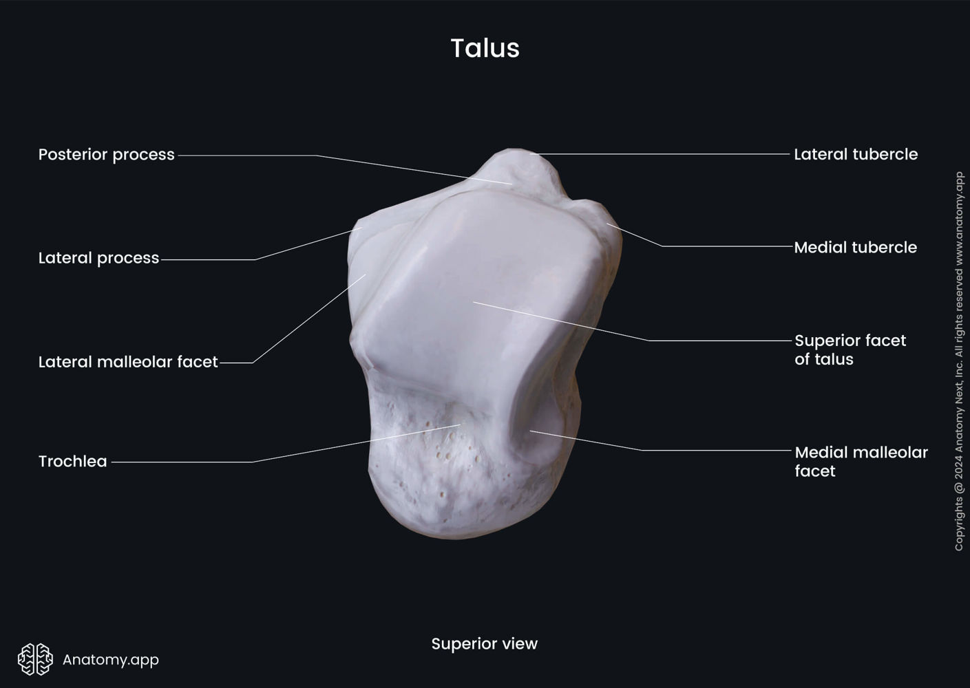 Talus | Anatomy.app