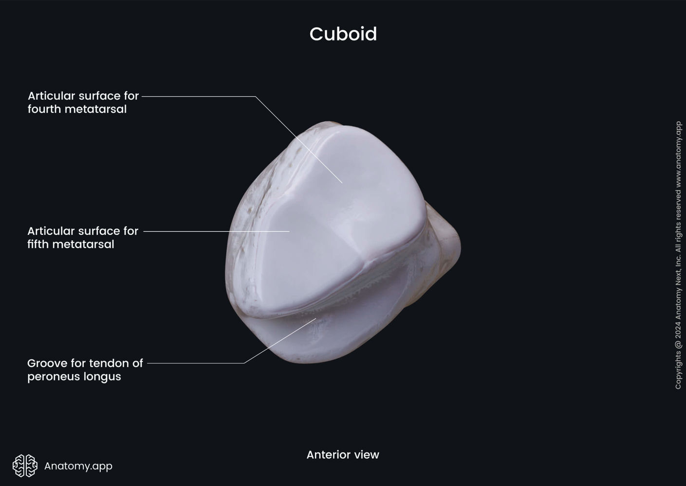 Cuboid bone | Anatomy.app