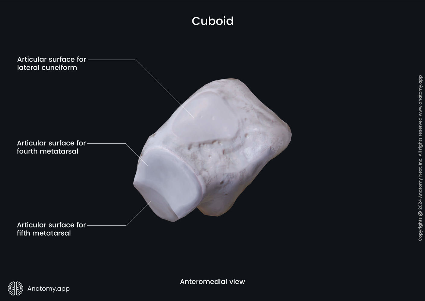 Cuboid bone | Anatomy.app