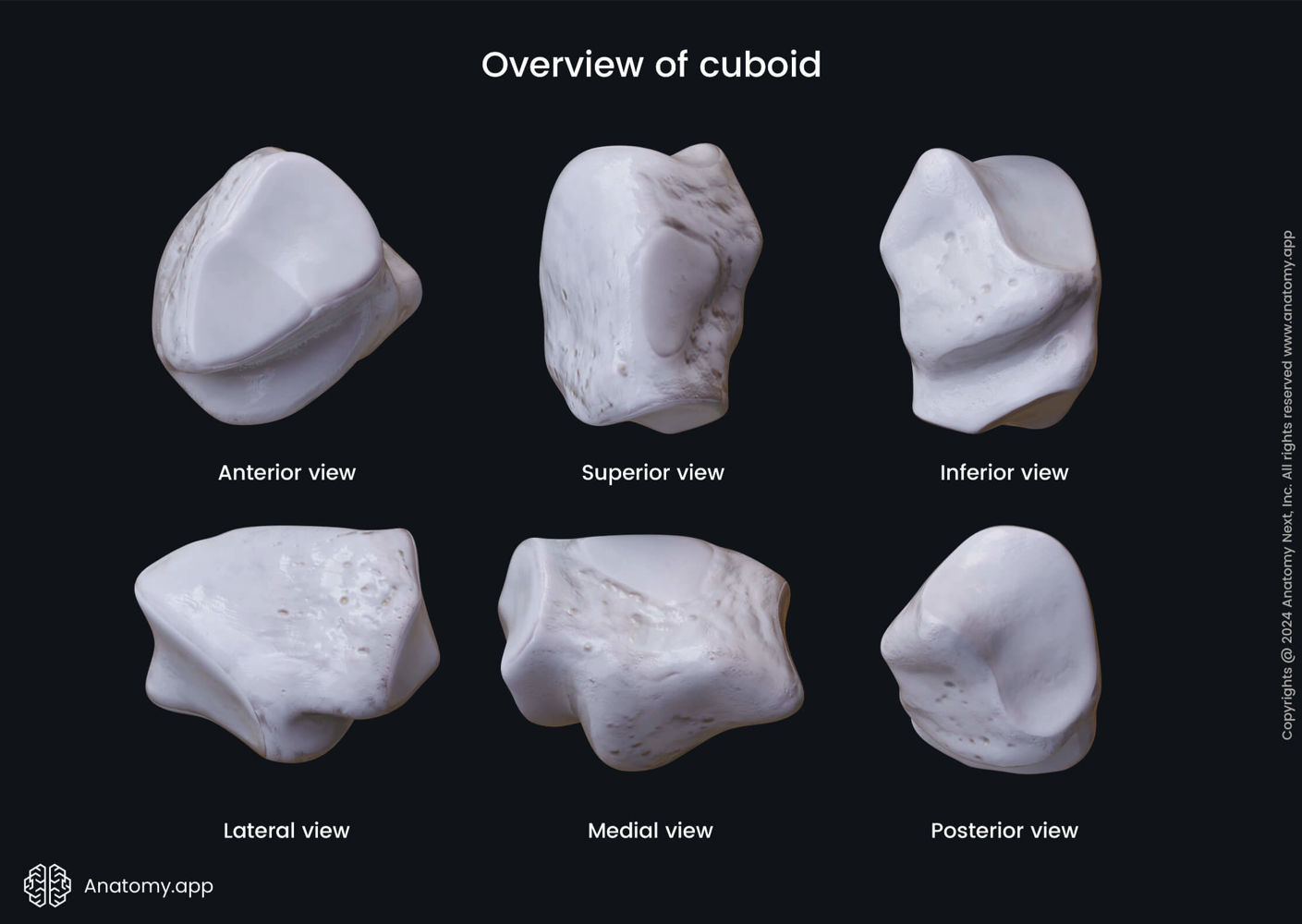 Cuboid bone | Anatomy.app