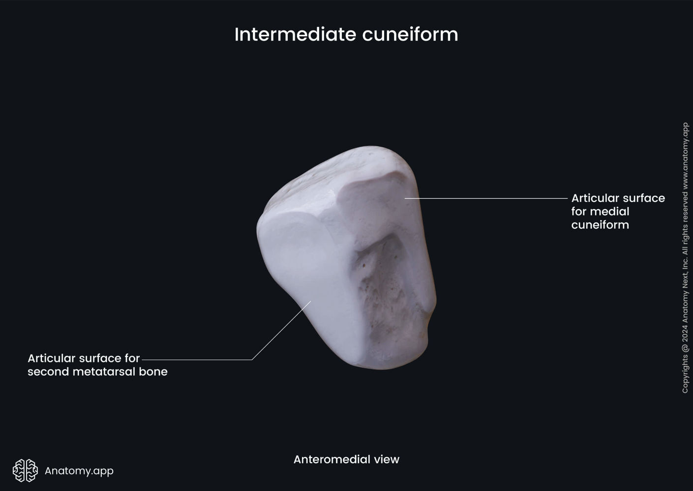 Cuneiform bones | Anatomy.app