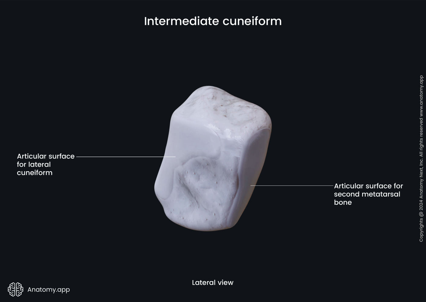 Cuneiform bones | Anatomy.app