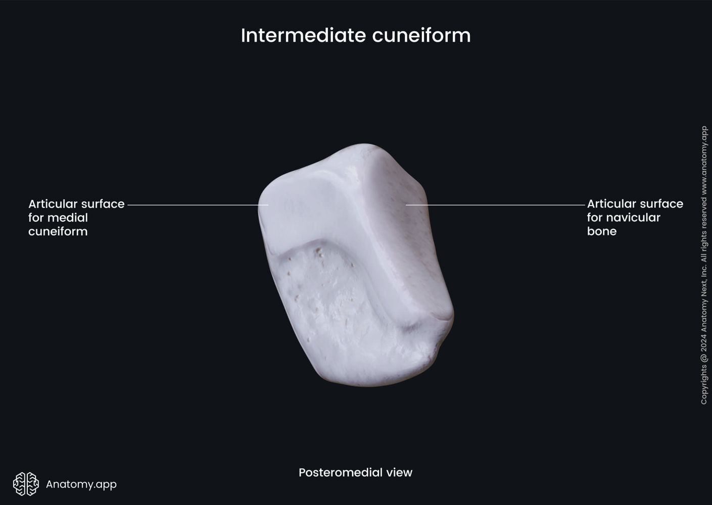 Cuneiform bones | Anatomy.app