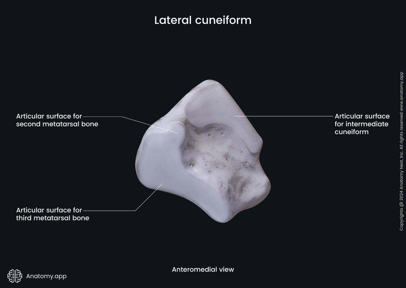 Cuneiform bones | Anatomy.app