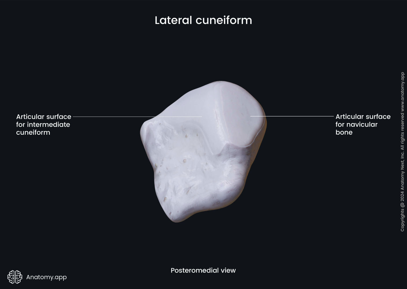 Cuneiform bones | Anatomy.app