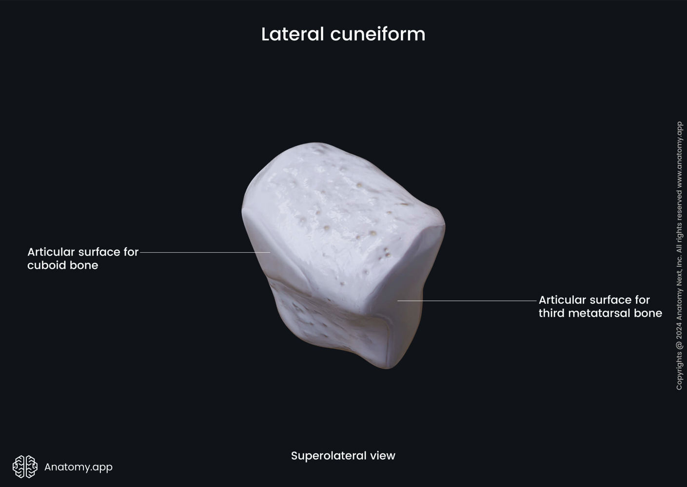 Cuneiform bones | Anatomy.app