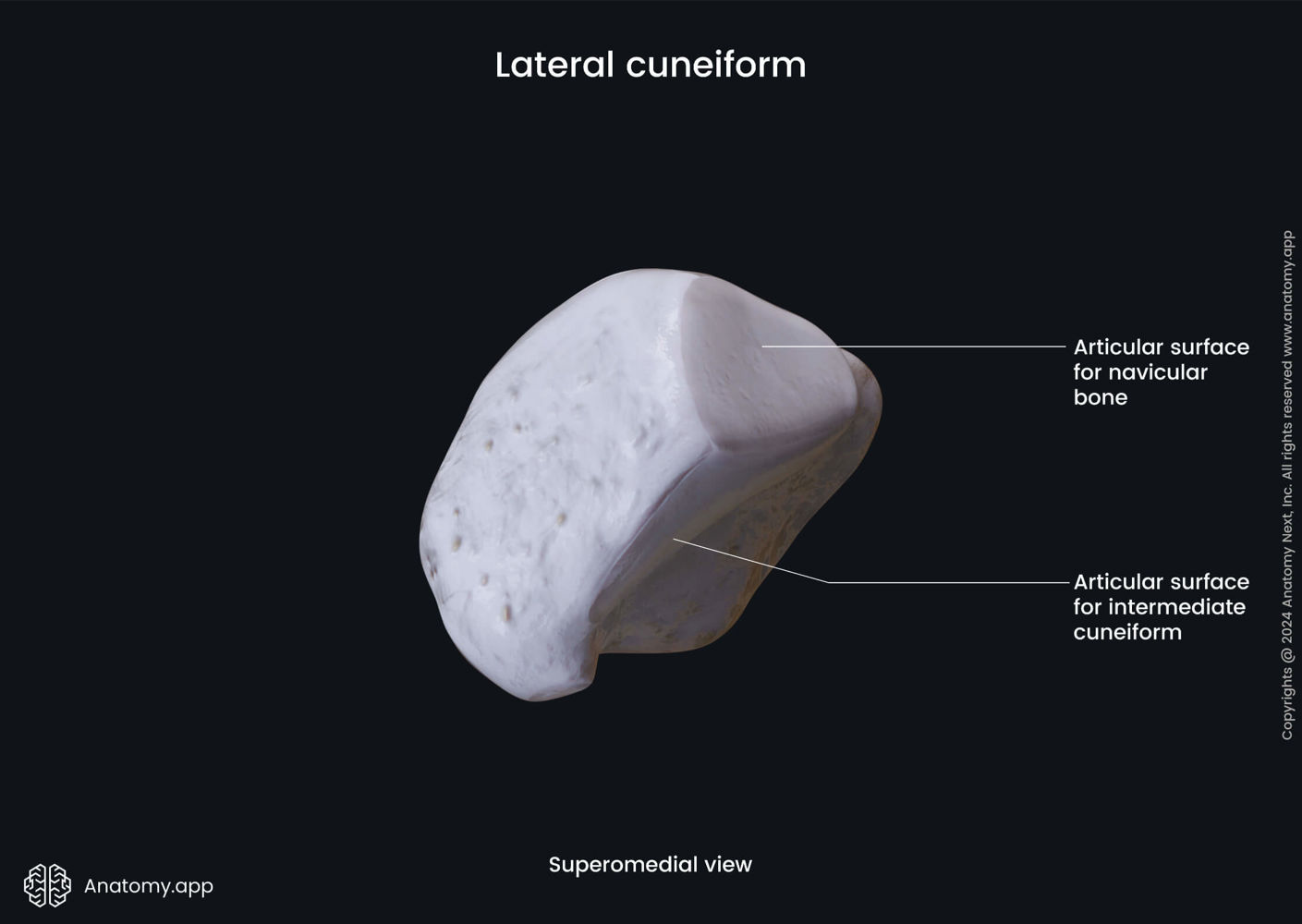 Cuneiform bones | Anatomy.app