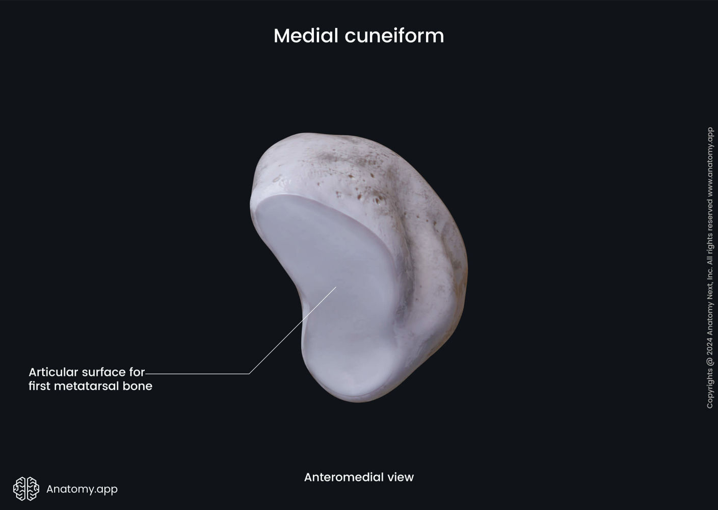 Cuneiform bones | Anatomy.app
