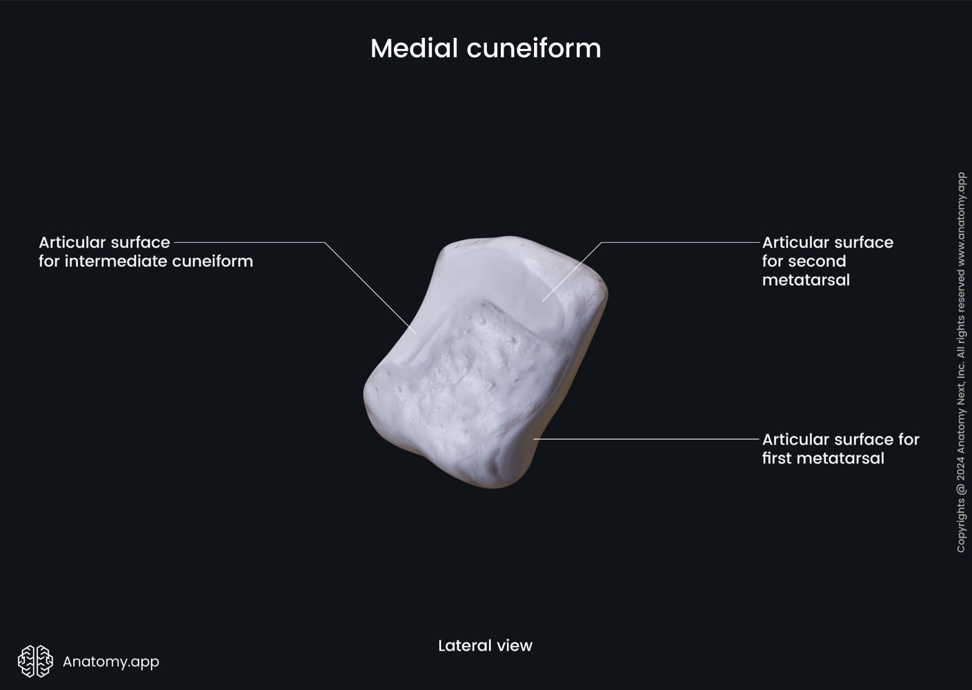 Cuneiform bones | Anatomy.app