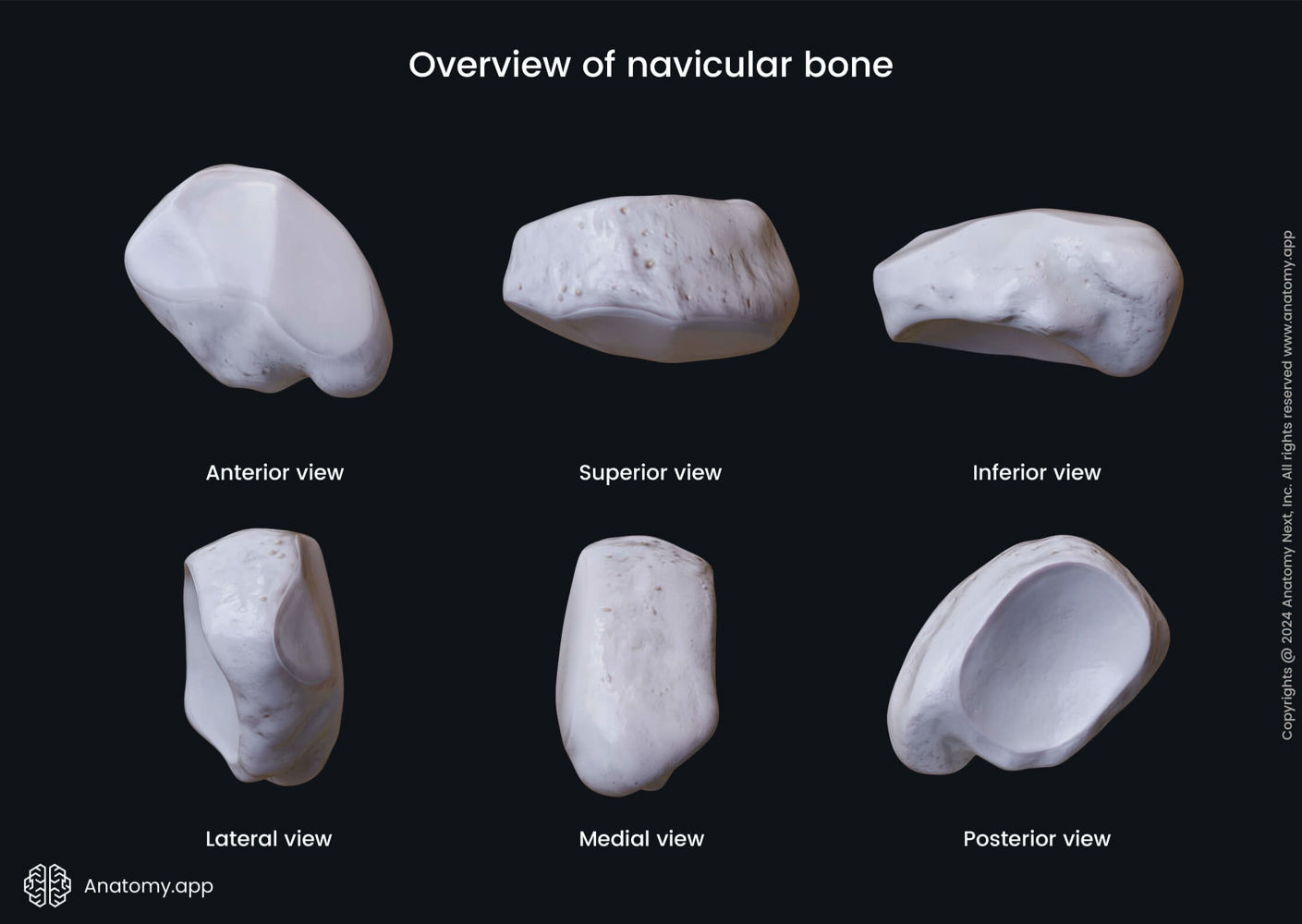 Navicular bone | Anatomy.app