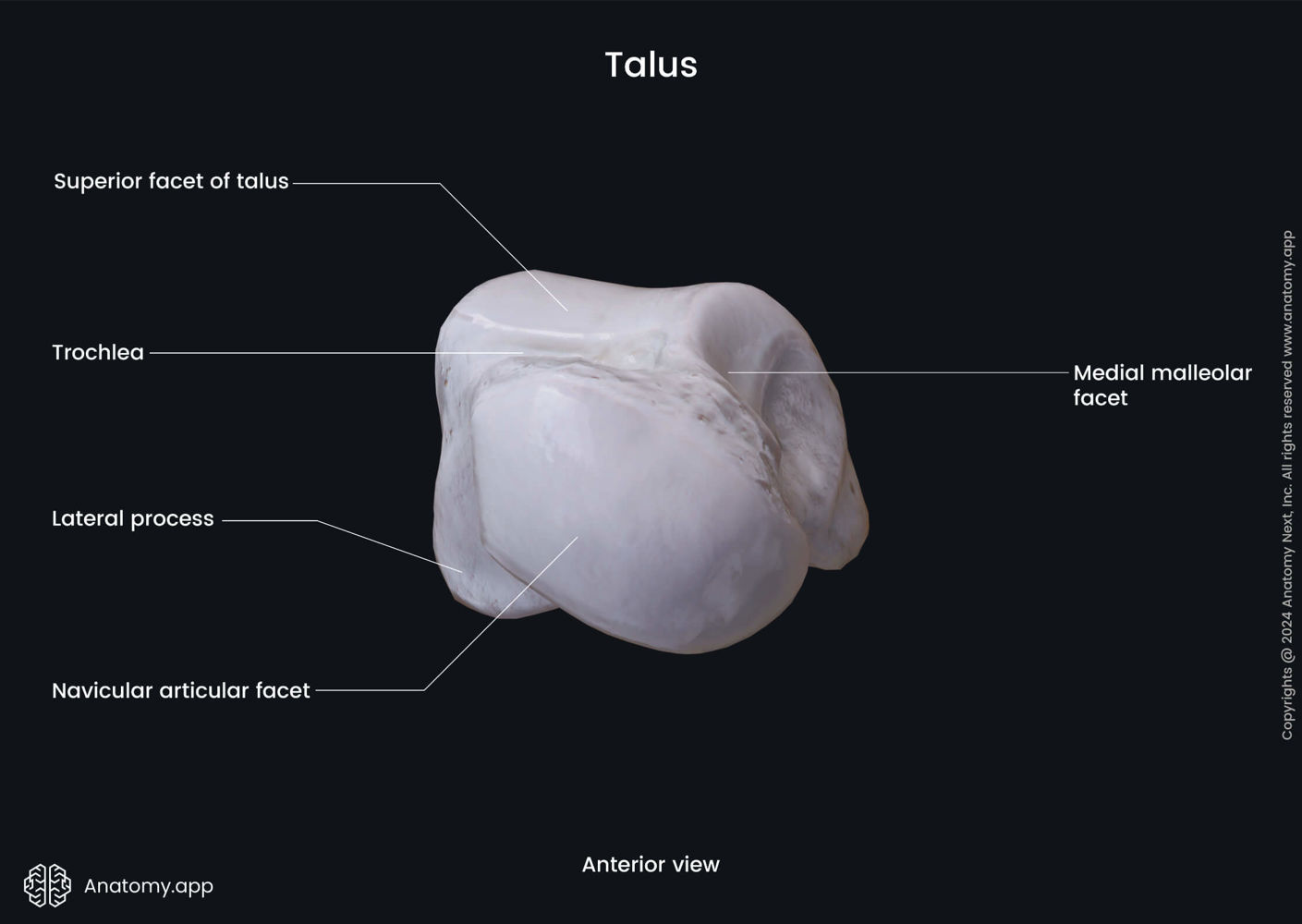Talus | Anatomy.app