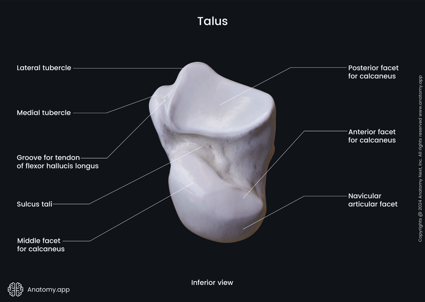 Talus | Anatomy.app