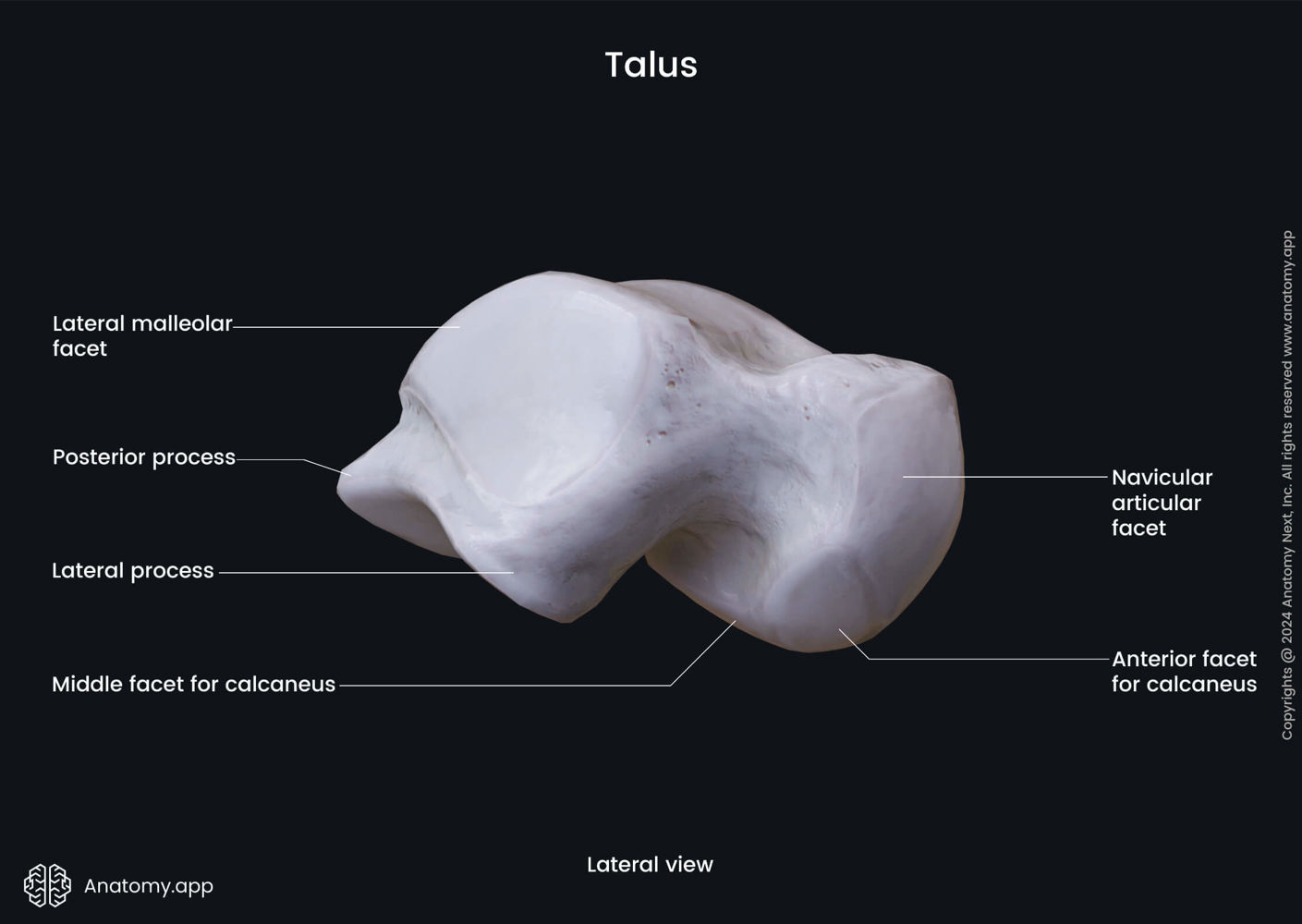 Talus | Anatomy.app