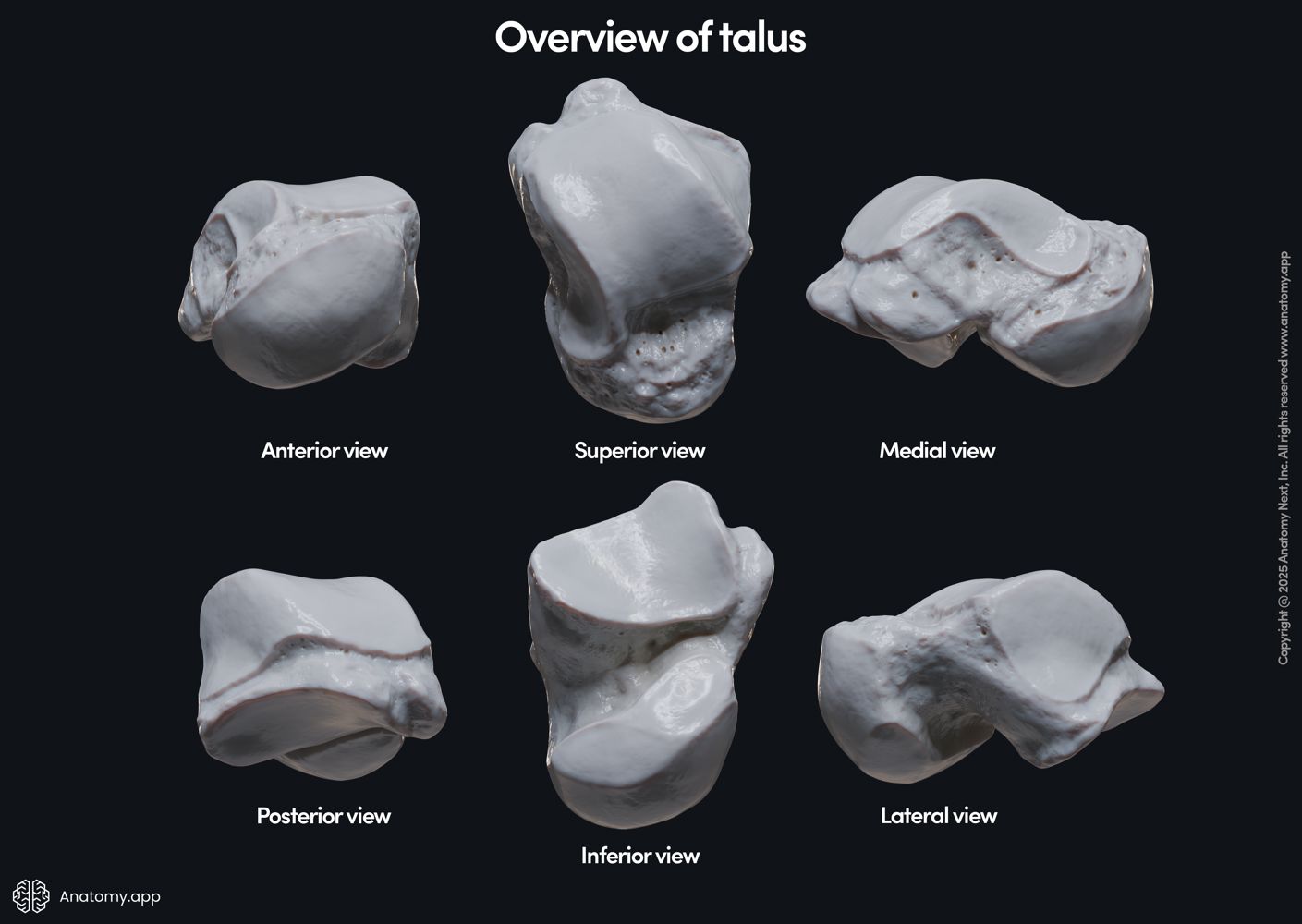 Talus | Anatomy.app