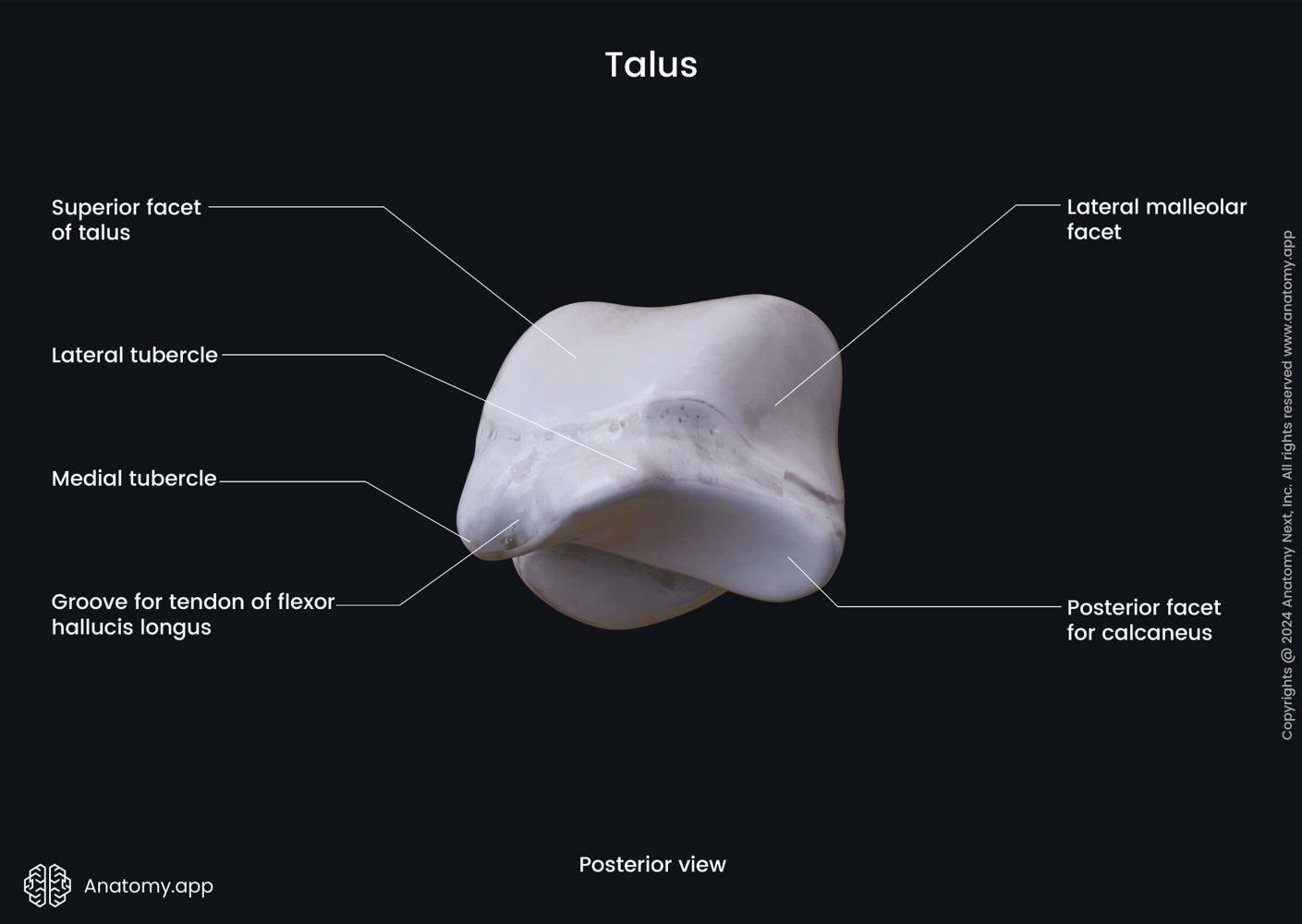 Talus | Anatomy.app