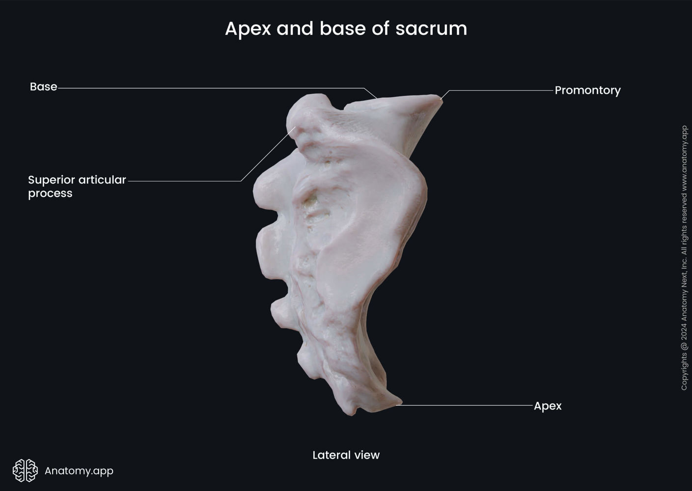 Sacrum | Anatomy.app