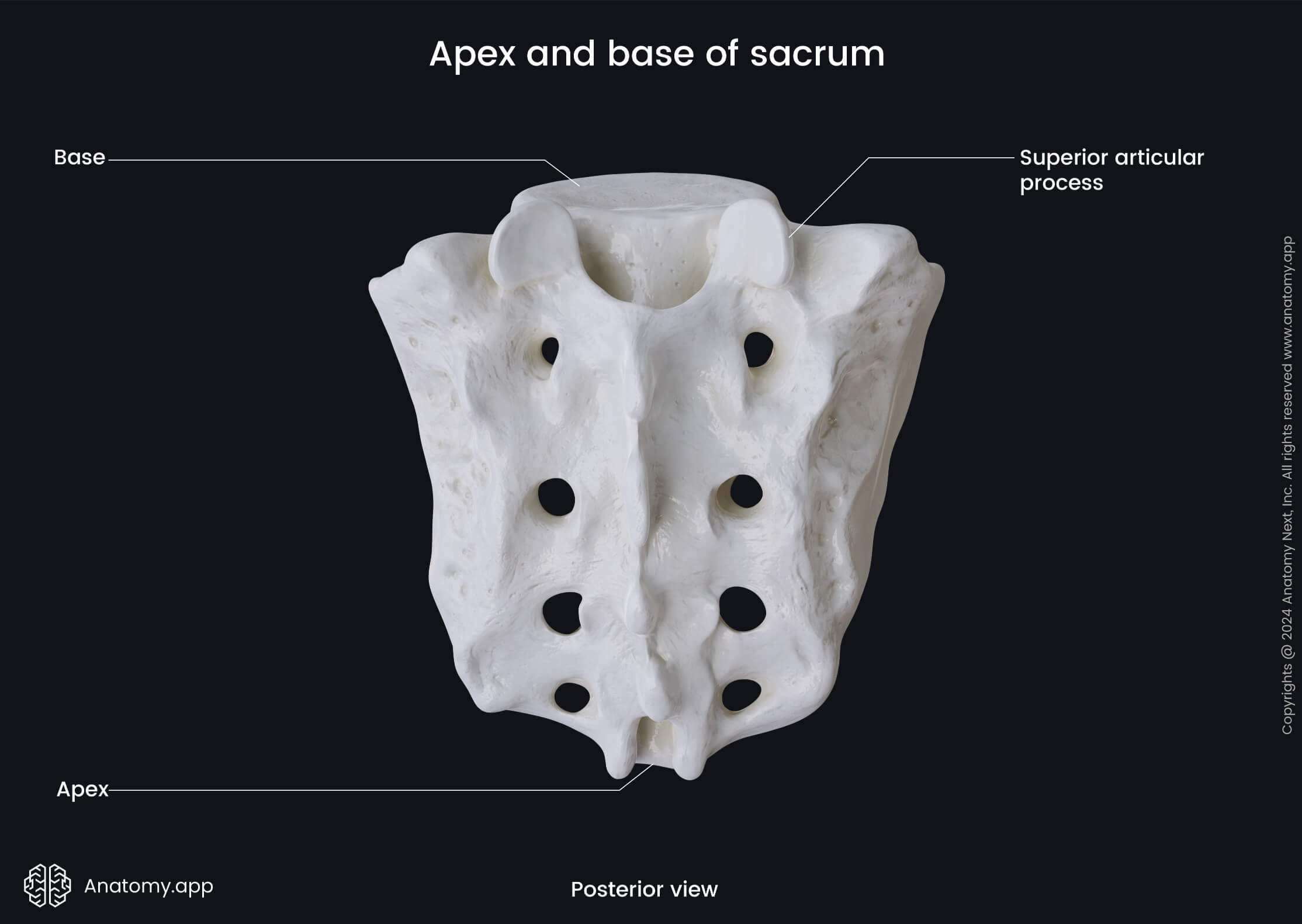 Sacrum | Encyclopedia | Anatomy.app | Learn anatomy | 3D models ...