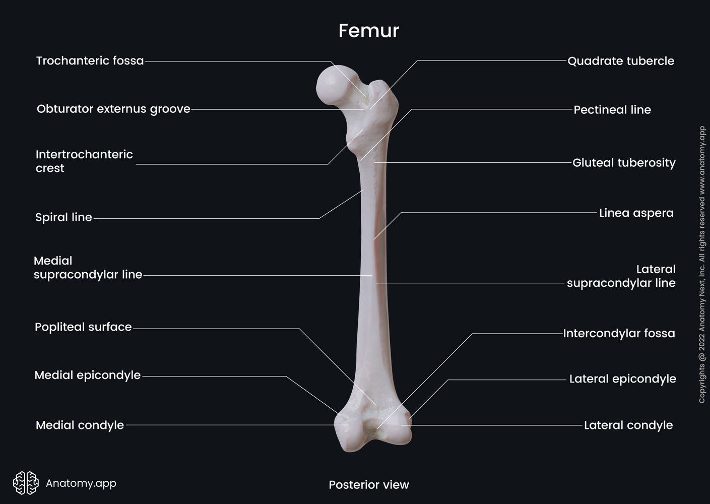 Femur | Anatomy.app
