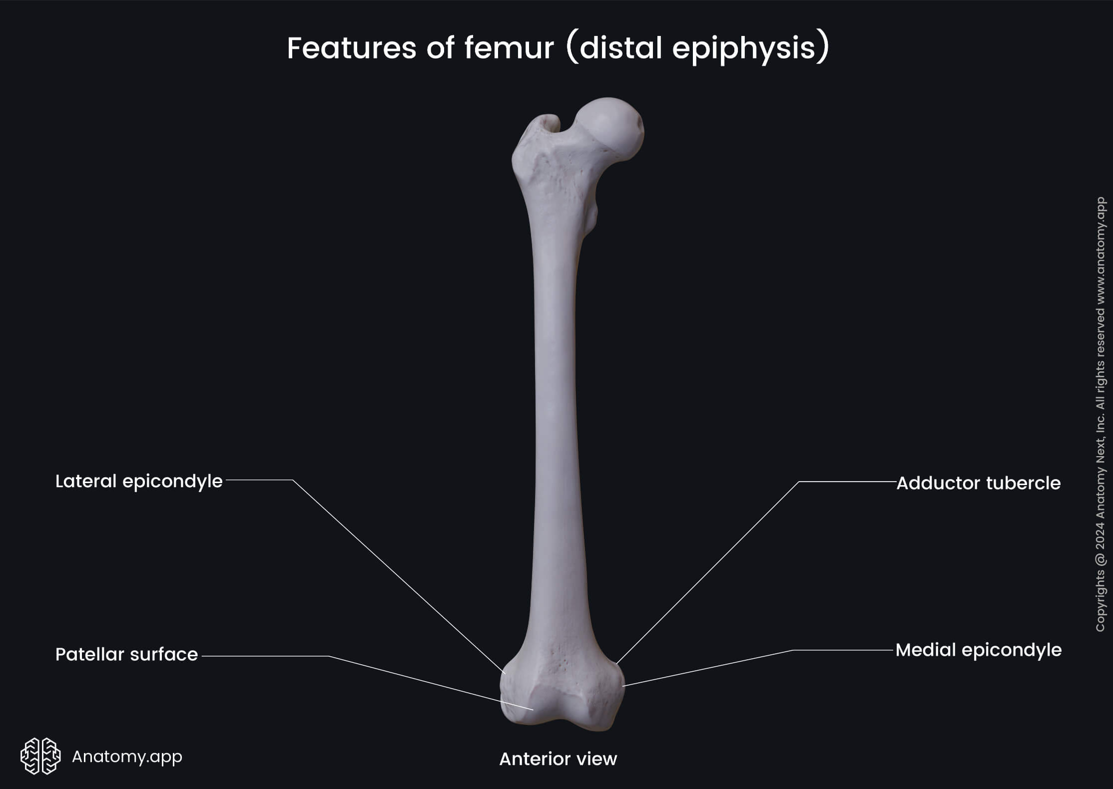 Femur | Encyclopedia | Anatomy.app | Learn anatomy | 3D models ...
