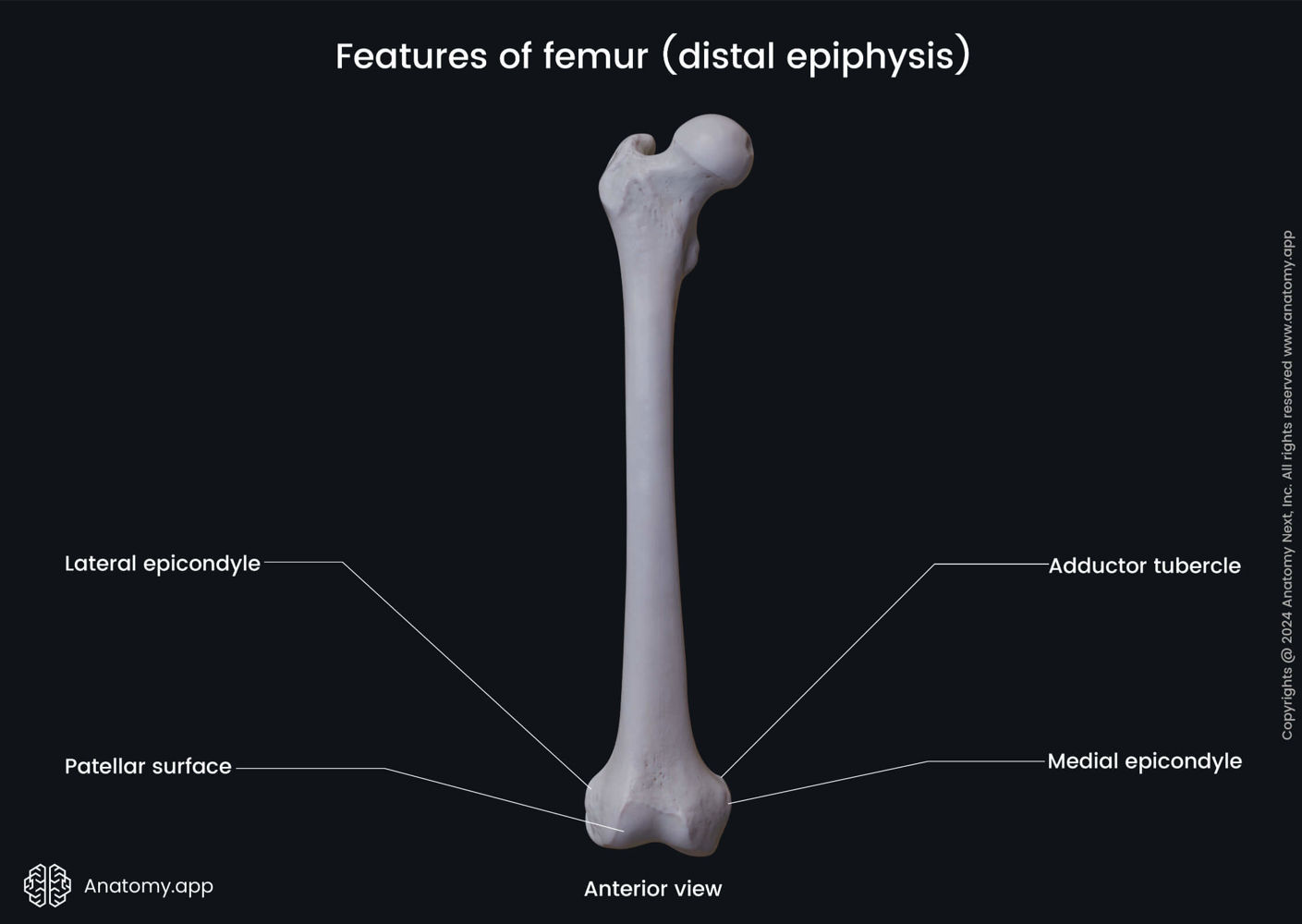 Femur | Anatomy.app