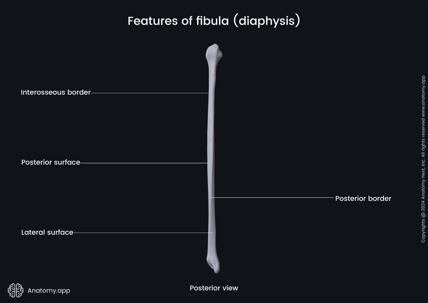Fibula | Anatomy.app