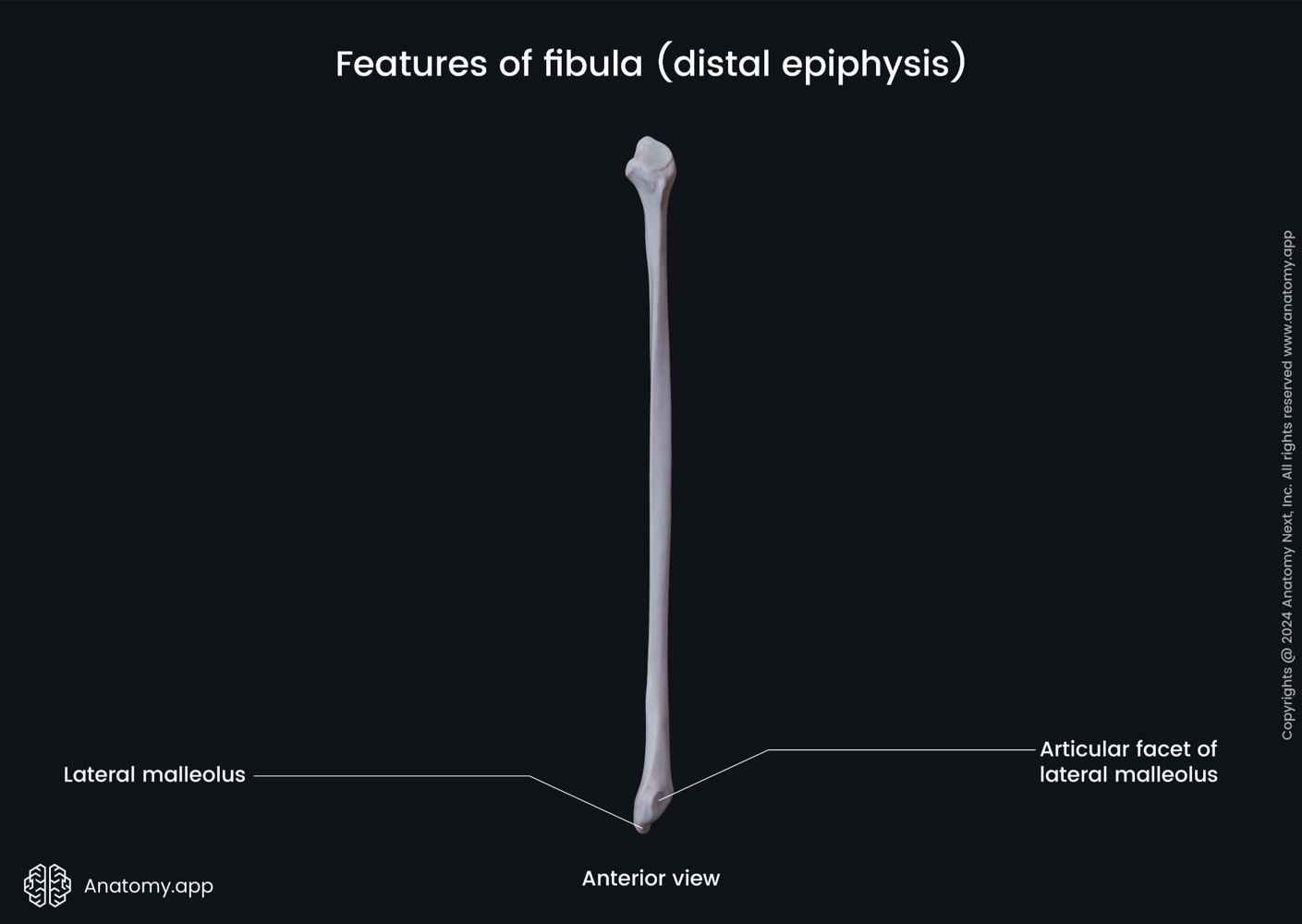 Fibula | Anatomy.app