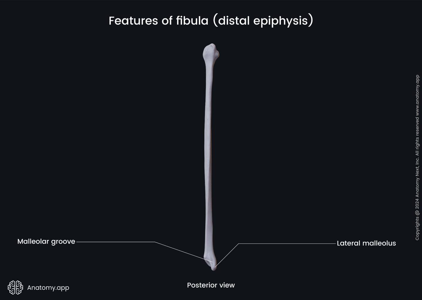 Fibula | Anatomy.app