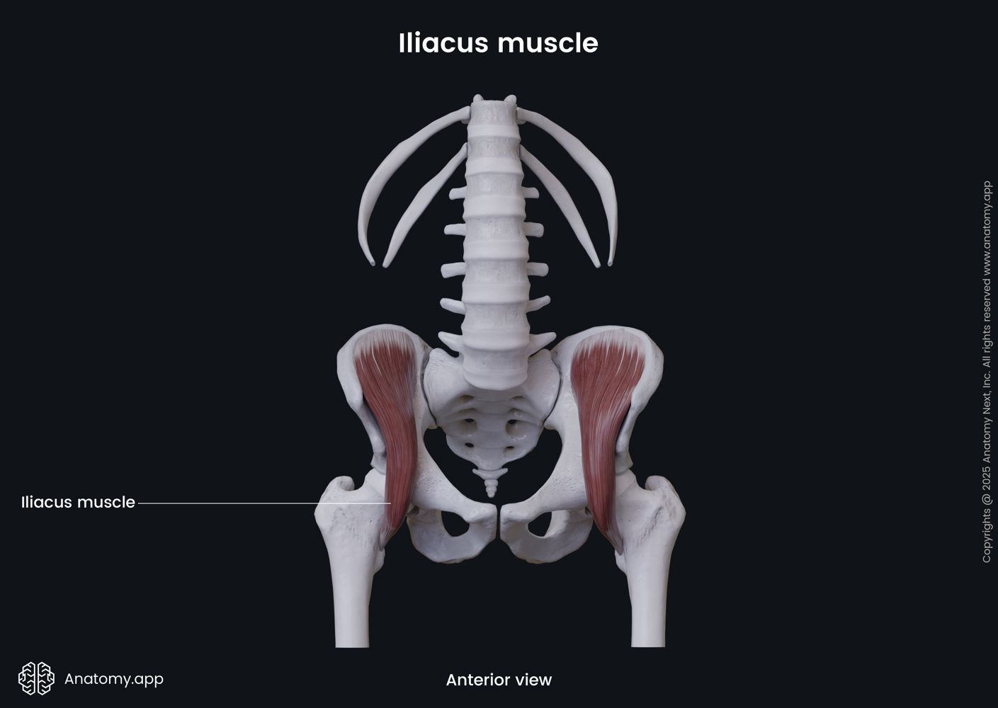 Iliacus | Anatomy.app