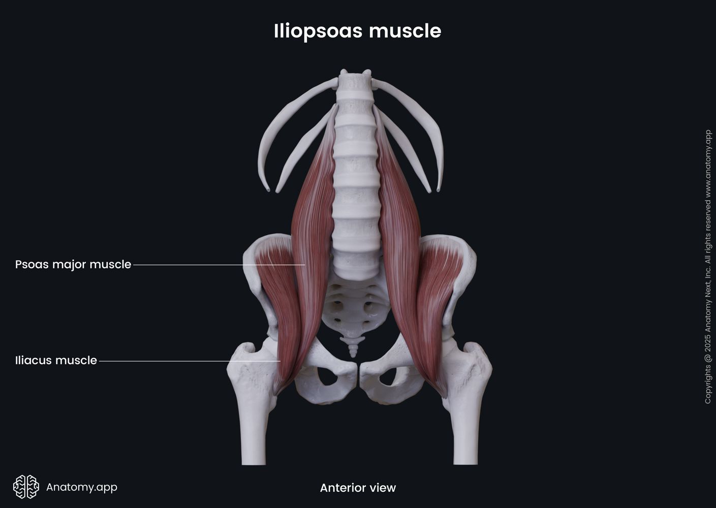 Iliopsoas | Anatomy.app