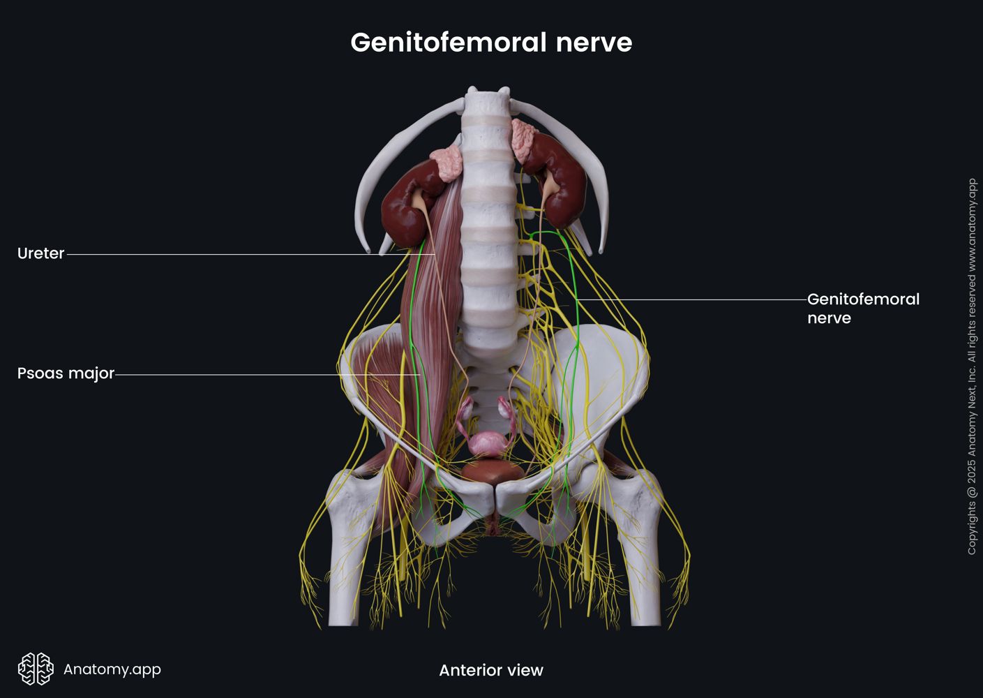 Genitofemoral nerve | Anatomy.app