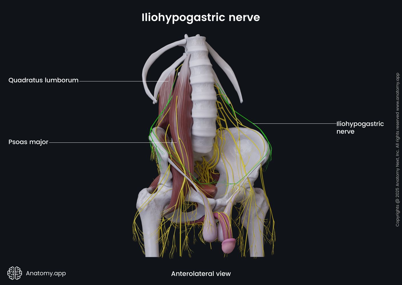 What Nerve Innervates The Psoas Muscle