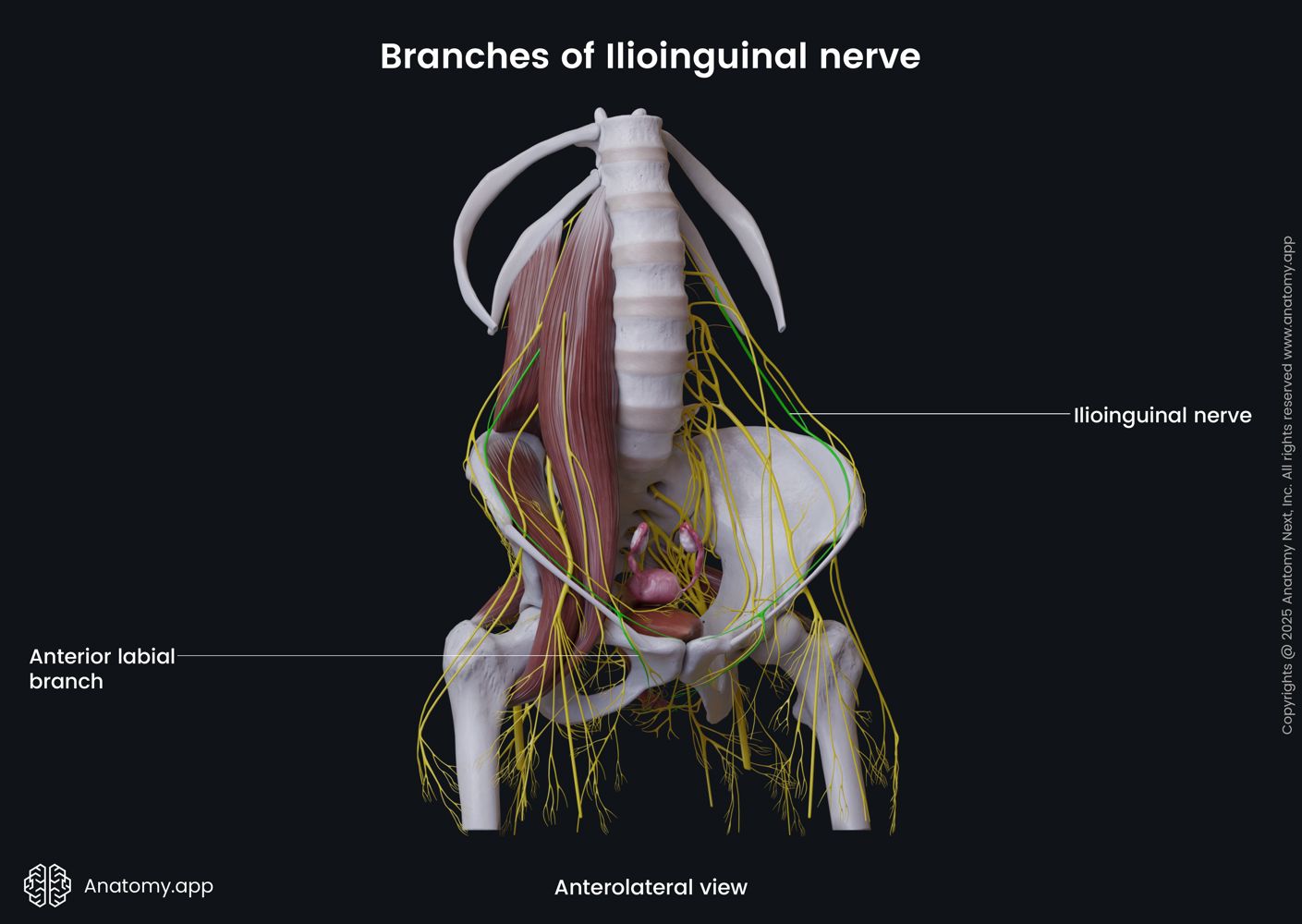 Ilioinguinal nerve | Anatomy.app
