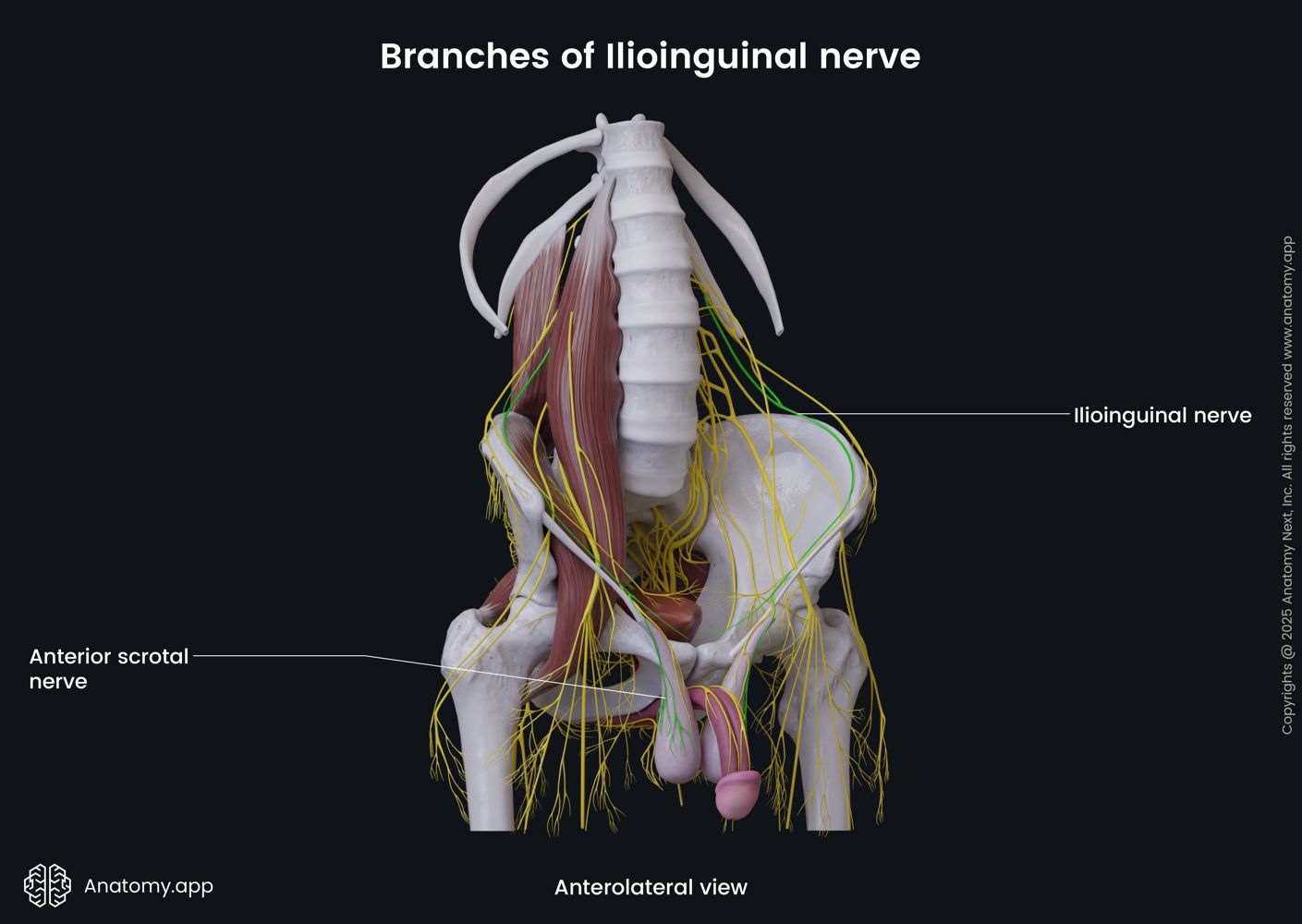 Ilioinguinal nerve | Anatomy.app