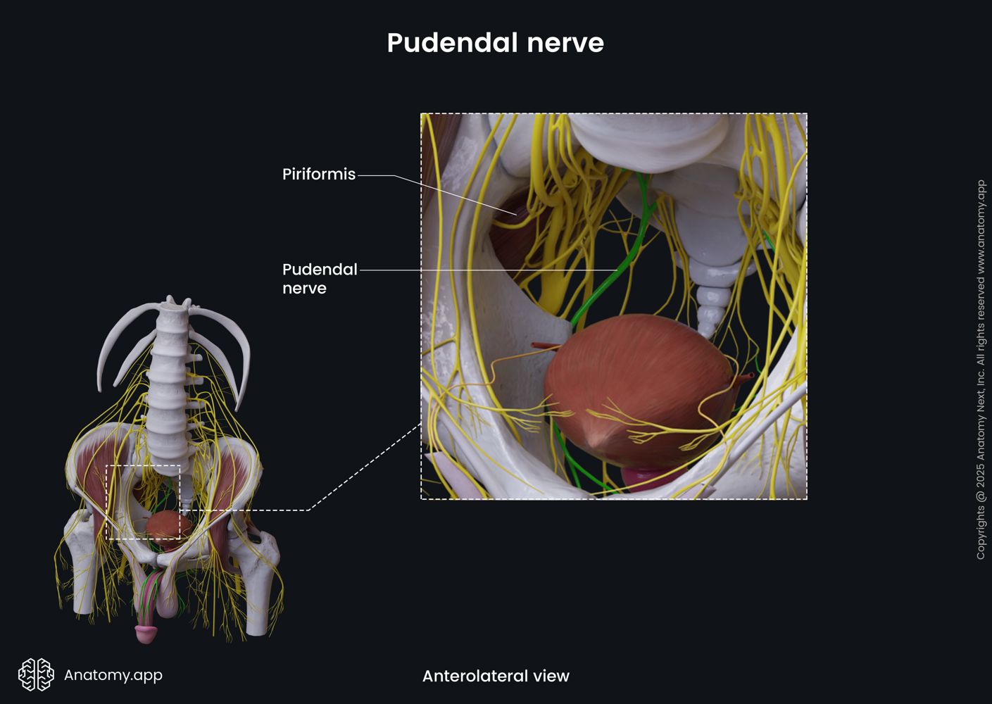 Inferior Rectal Nerve