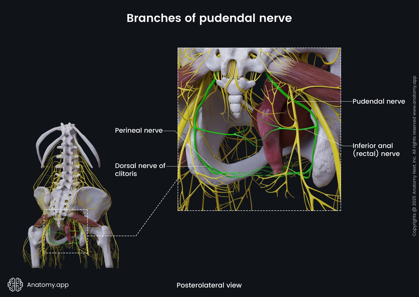 Pudendal nerve | Anatomy.app