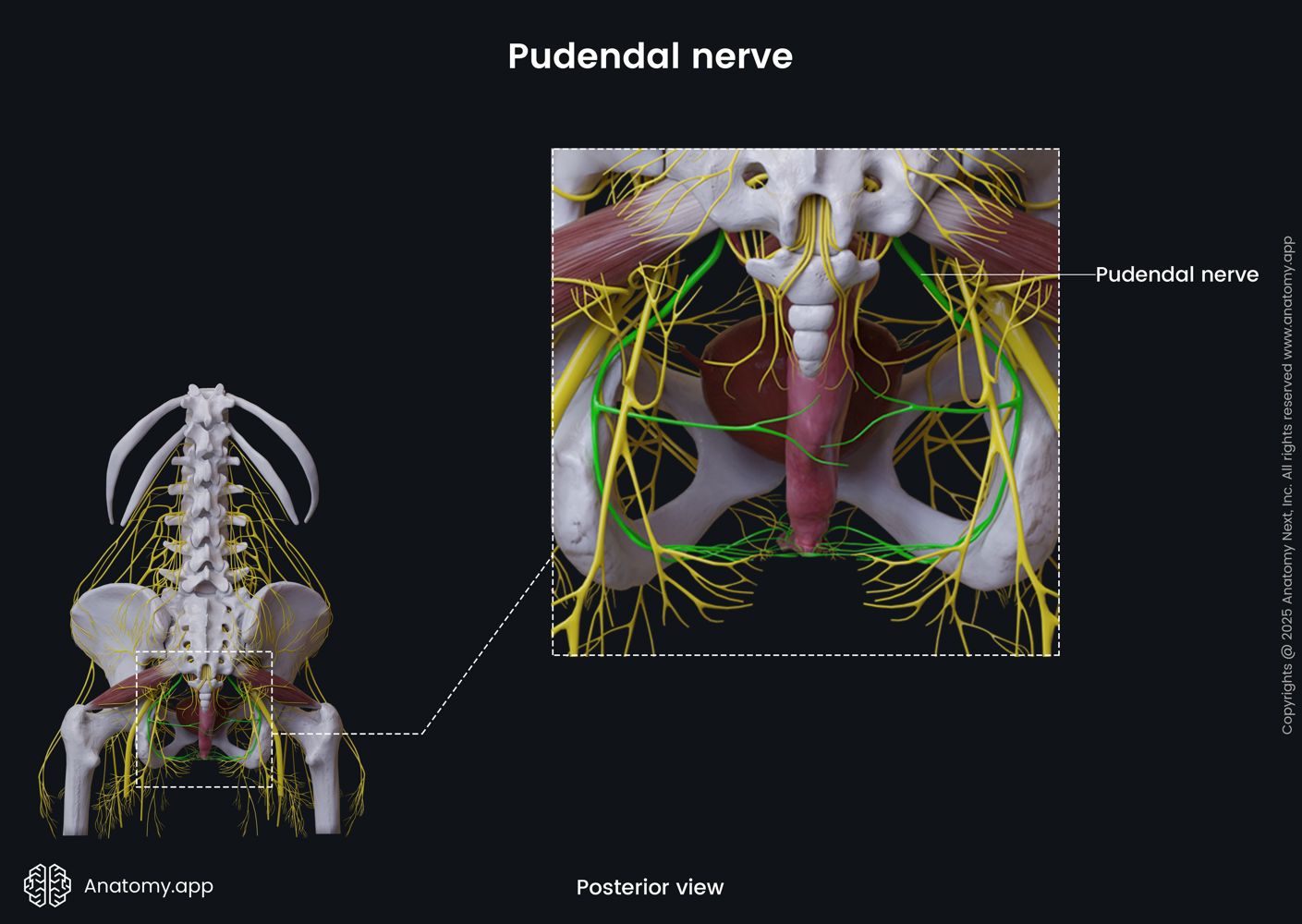 Pudendal nerve | Anatomy.app