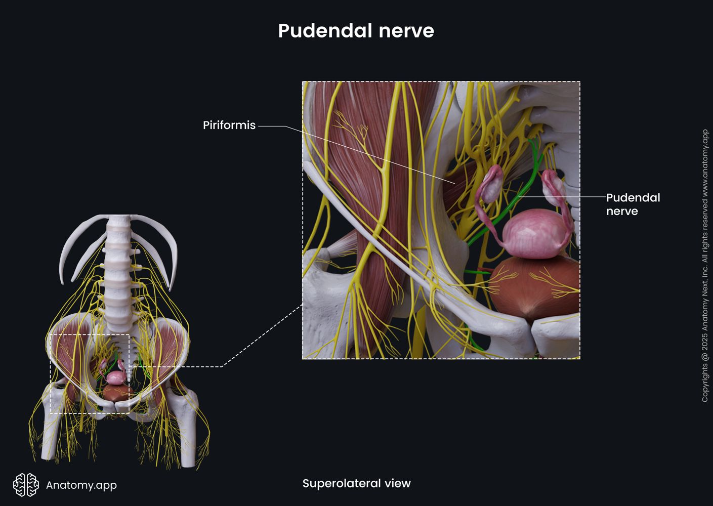 Pudendal nerve | Anatomy.app