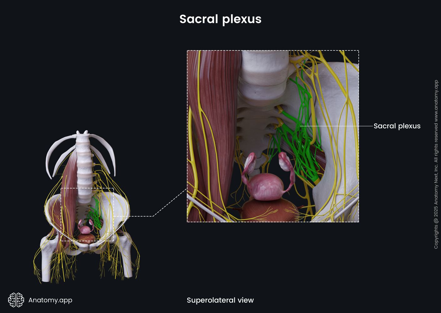 Sacral plexus | Anatomy.app
