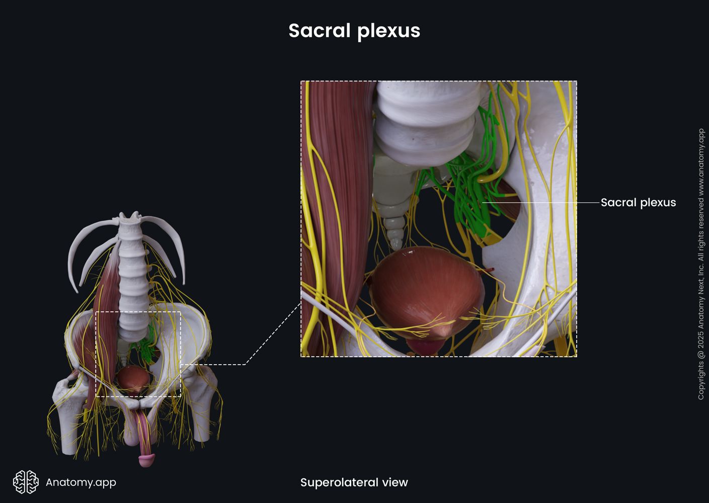 Sacral plexus | Anatomy.app