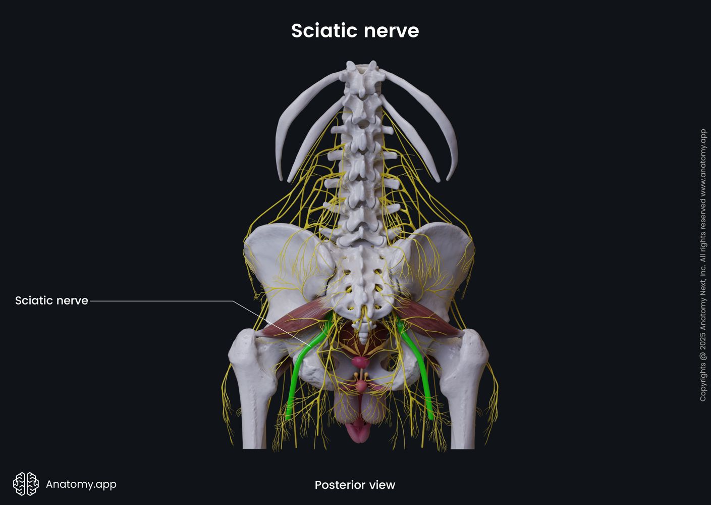 Sciatic nerve | Anatomy.app