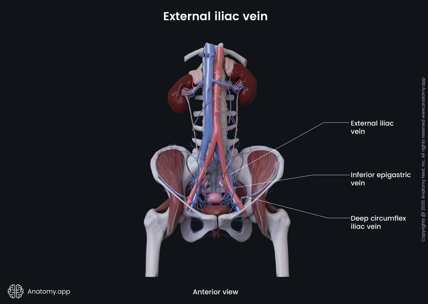 External iliac vein | Anatomy.app
